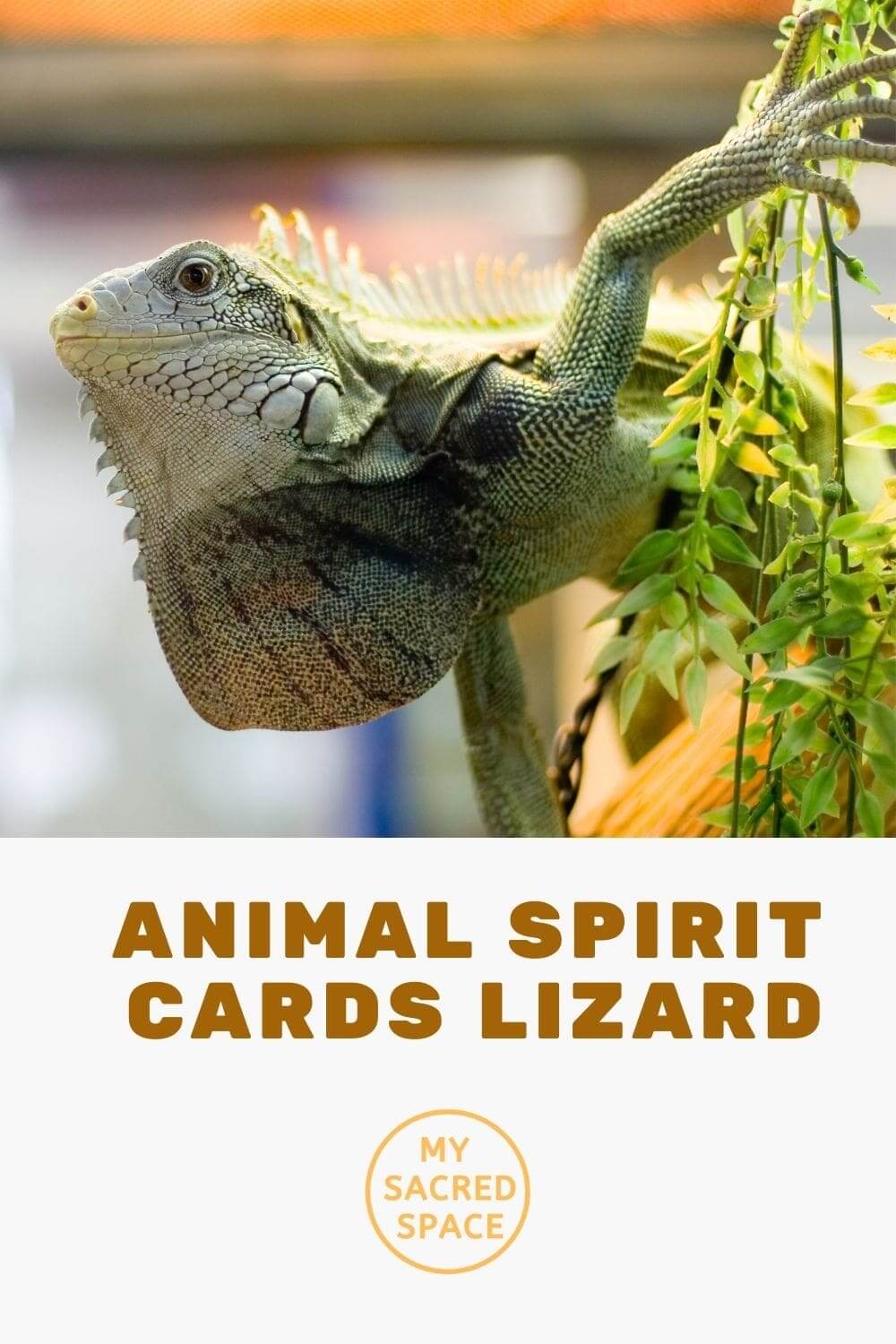 What Does a Lizard Spirit Animal Mean and Symbolize? - My Sacred Space ...