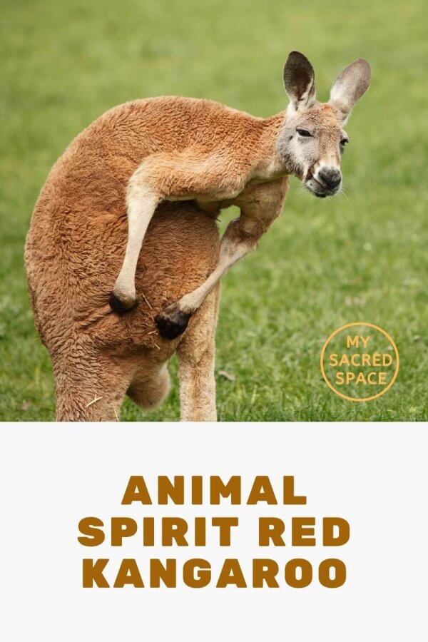 What Does a Kangaroo Spirit Animal Mean and Symbolize? - My Sacred ...