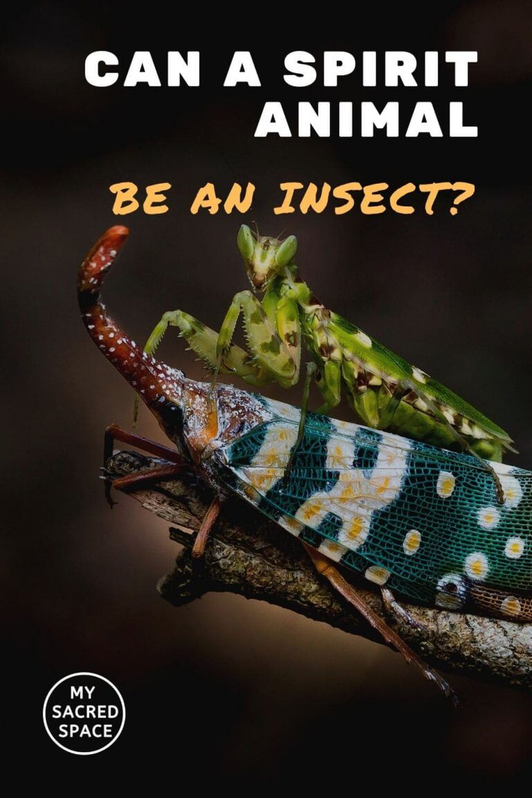 Can Your Spirit Animal Change Over Time? - My Sacred Space Design