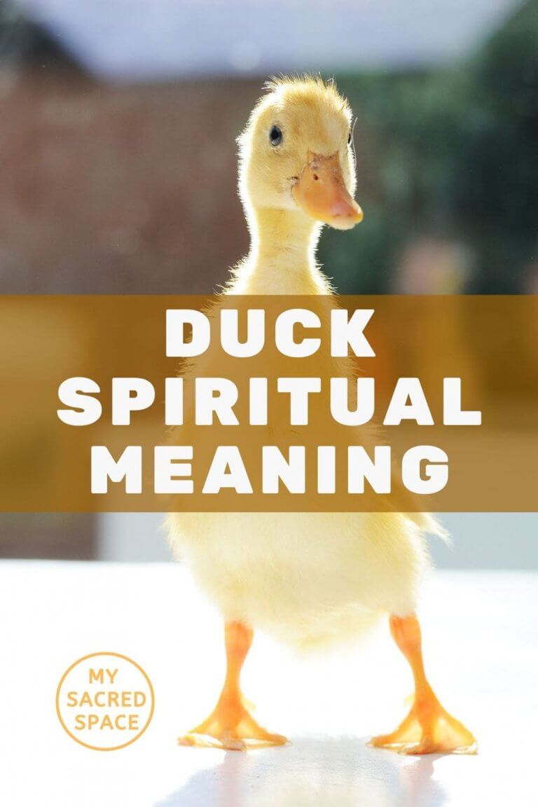 What Does a Duck Spirit Animal Mean and Symbolize? - My Sacred Space Design