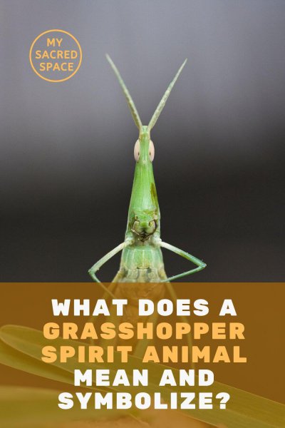 What Does a Grasshopper Spirit Animal Mean and Symbolize? - My Sacred ...