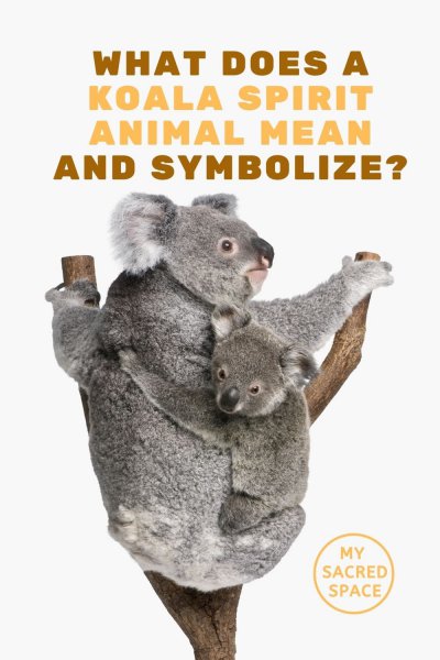 What Does a Koala Spirit Animal Mean and Symbolize? - My Sacred Space ...