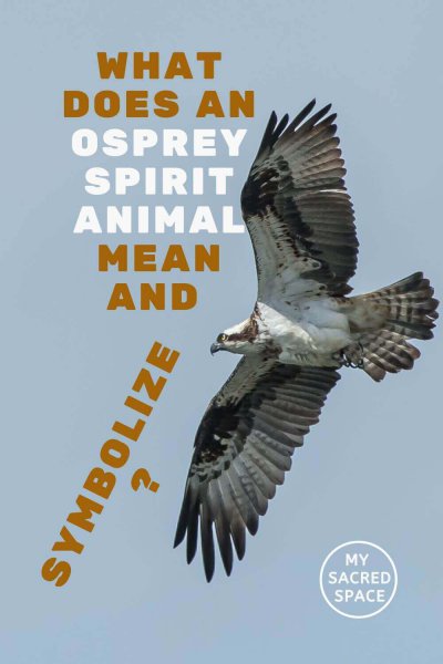 What Does an Osprey Spirit Animal Mean and Symbolize? - My Sacred Space ...