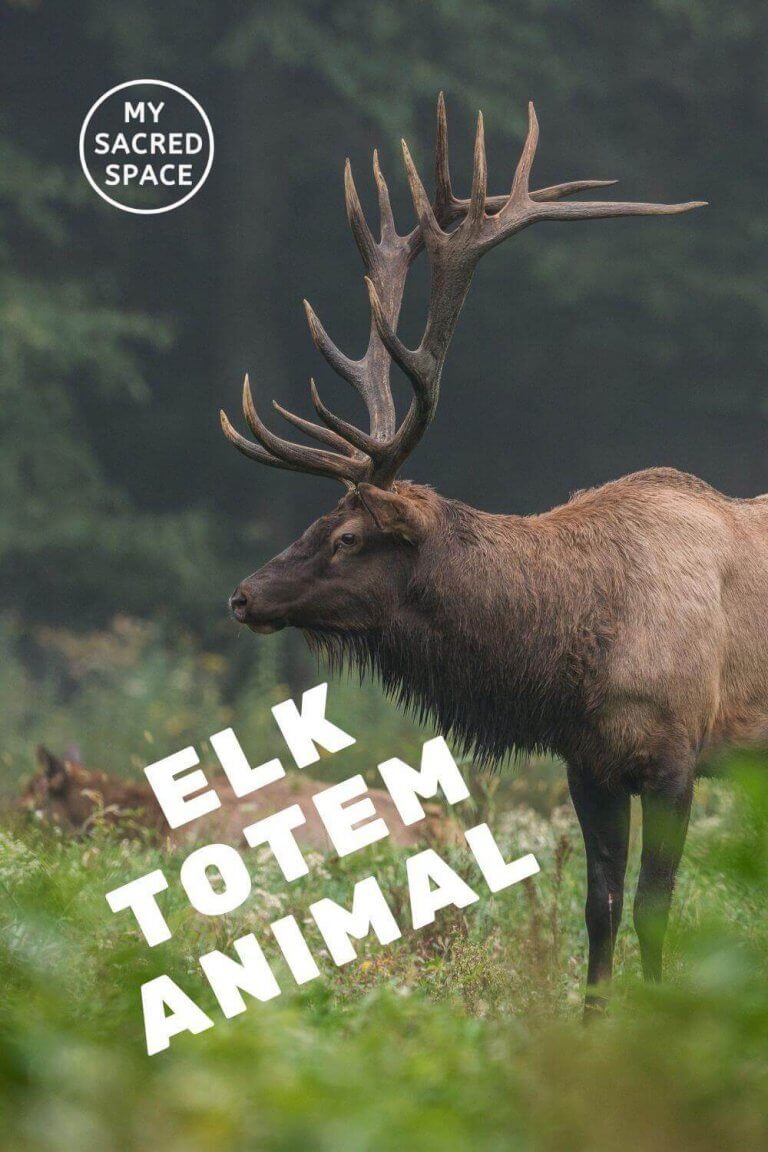 What Does an Elk Spirit Animal Mean and Symbolize? - My Sacred Space Design