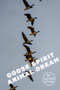 What Does a Goose Spirit Animal Mean and Symbolize? - My Sacred Space ...