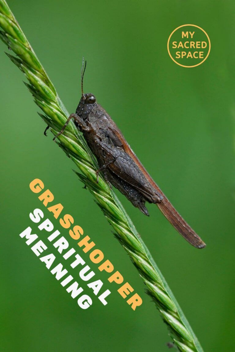 What Does a Grasshopper Spirit Animal Mean and Symbolize? - My Sacred ...