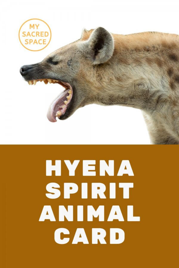 What Does a Spirit Animal Hyena Mean and Symbolize? - My Sacred Space ...