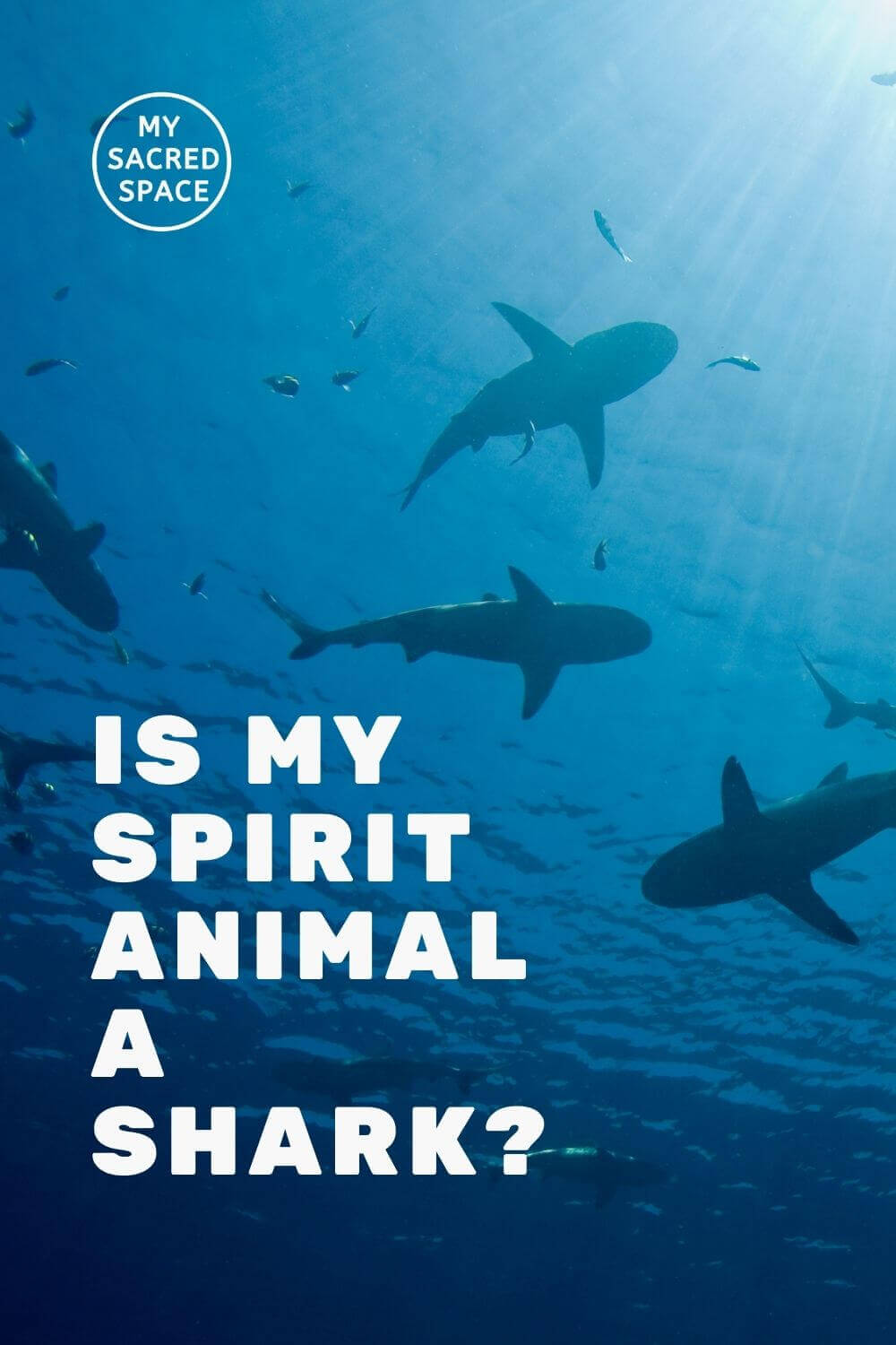What Does a Shark Spirit Animal Mean and Symbolize? - My Sacred Space ...