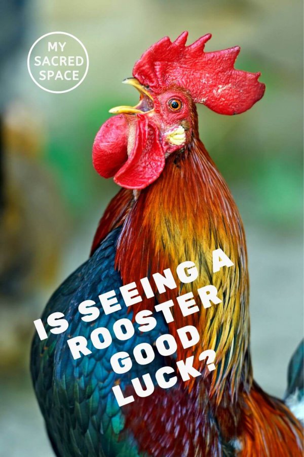 What Does a Rooster Spirit Animal Mean and Symbolize? - My Sacred Space ...