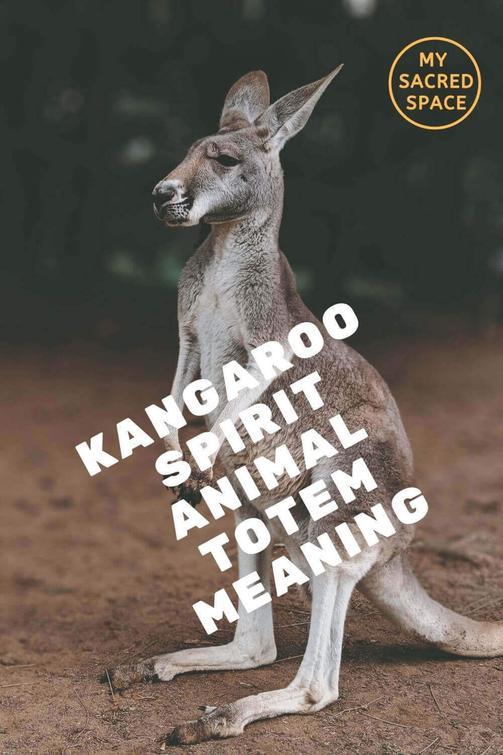 What Does a Kangaroo Spirit Animal Mean and Symbolize? - My Sacred ...