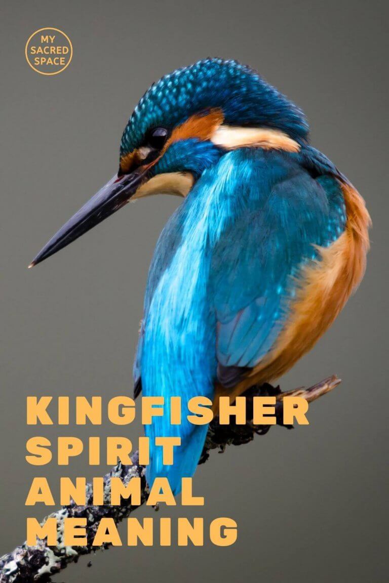 What Does a Kingfisher and Kookaburra Spirit Animals Mean and Symbolize ...