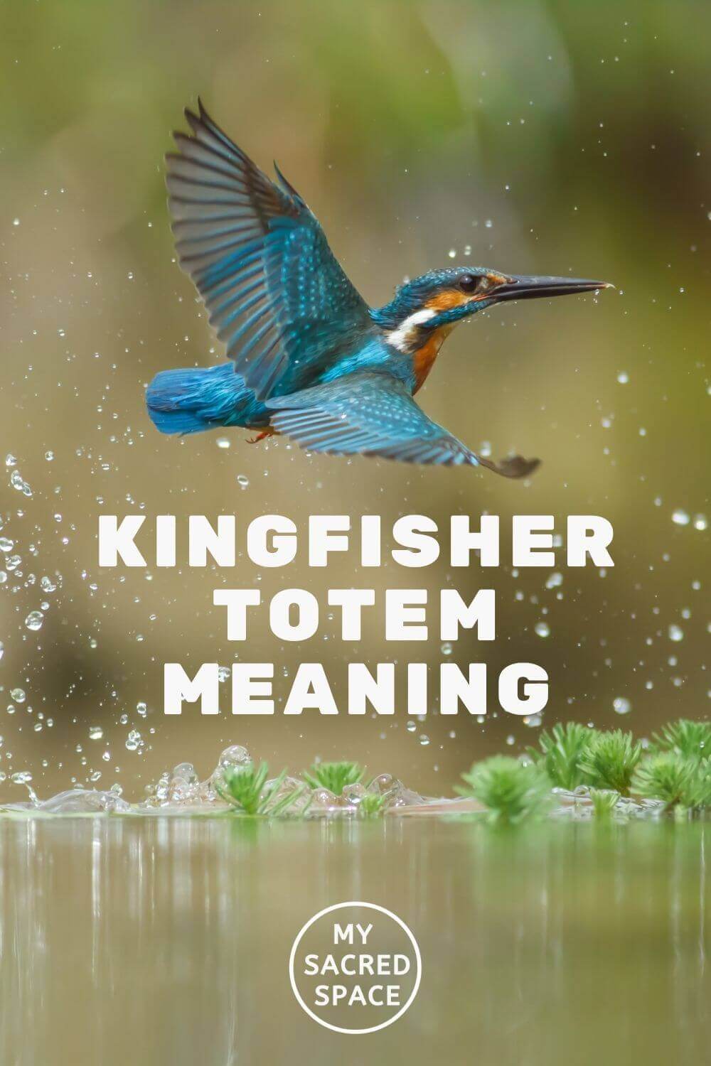 What Does a Kingfisher and Kookaburra Spirit Animals Mean and Symbolize ...