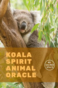 What Does a Koala Spirit Animal Mean and Symbolize? - My Sacred Space ...