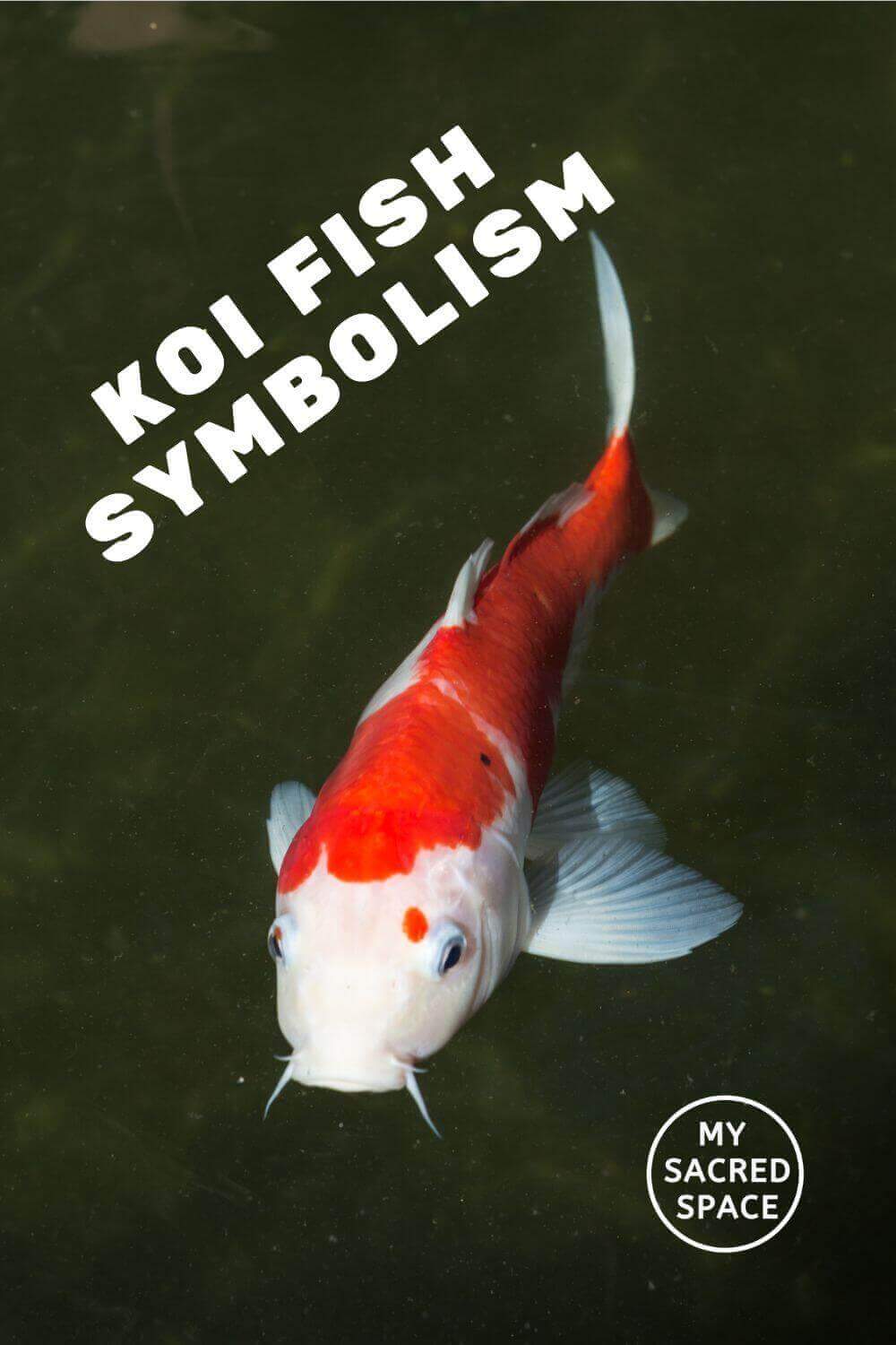 What Does a Spirit Animal Koi Fish Mean and Symbolize? - My Sacred ...