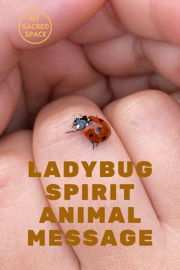 What Does a Ladybug Spirit Animal Mean and Symbolize? - My Sacred Space ...