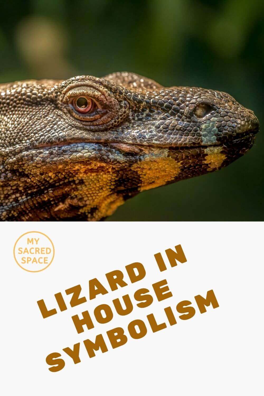 What Does a Lizard Spirit Animal Mean and Symbolize?