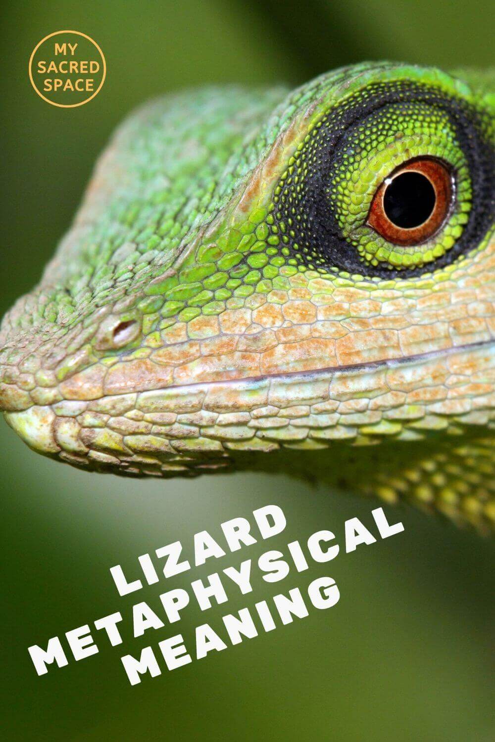 What Does a Lizard Spirit Animal Mean and Symbolize?
