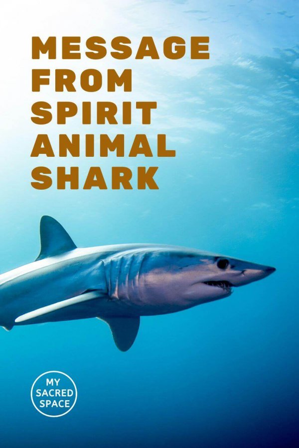 What Does a Shark Spirit Animal Mean and Symbolize? - My Sacred Space ...