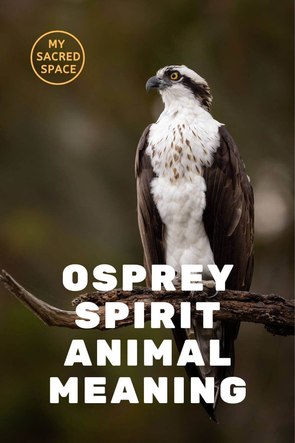 What Does an Osprey Spirit Animal Mean and Symbolize?