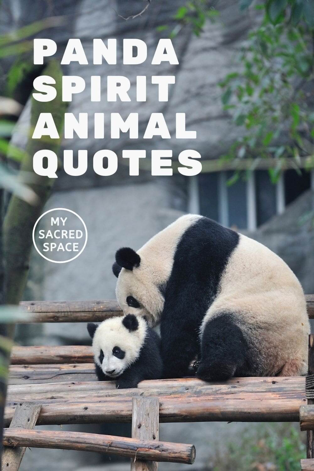 What Does a Panda Spirit Animal Mean and Symbolize? - My Sacred Space ...