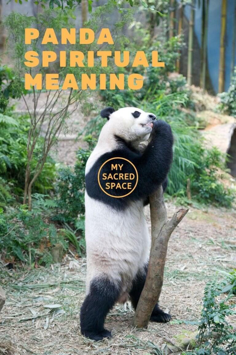 What Does a Panda Spirit Animal Mean and Symbolize? - My Sacred Space ...
