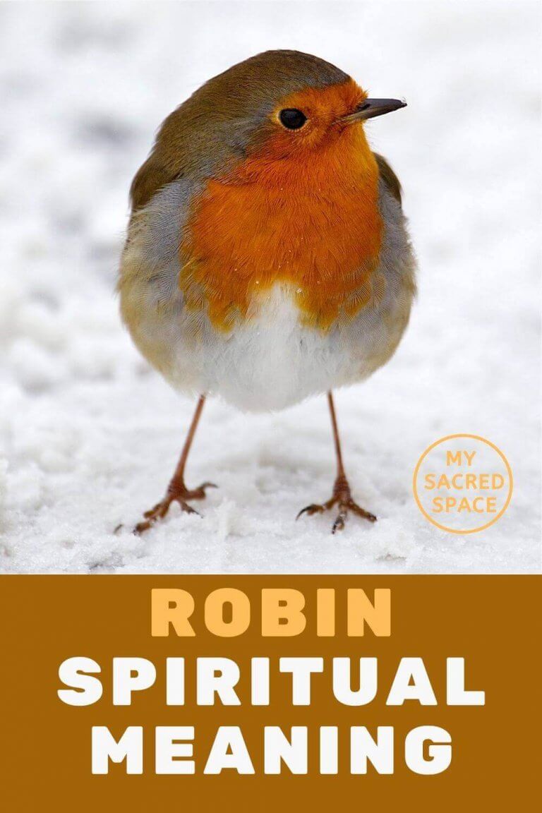 What Does a Spirit Animal Robin Mean and Symbolize?