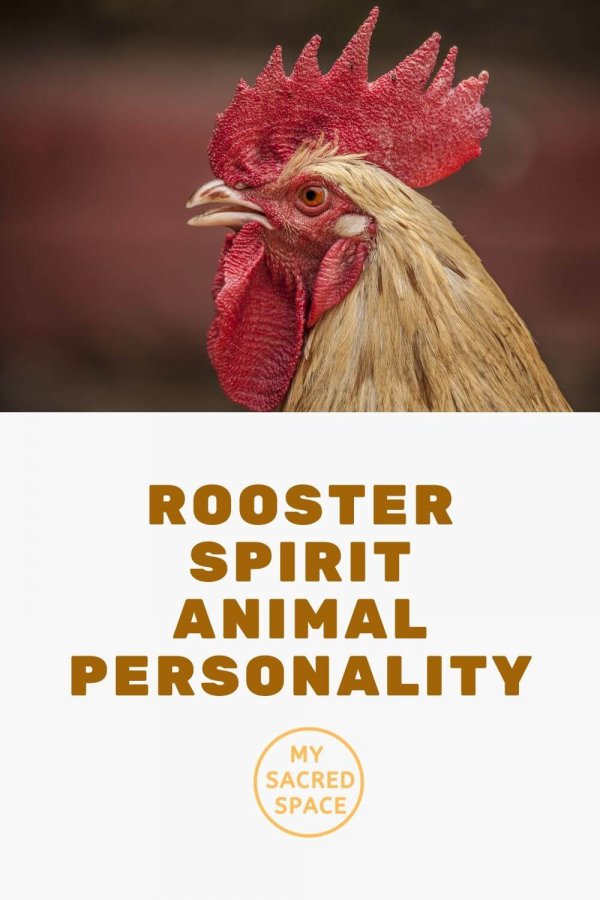 What Does a Rooster Spirit Animal Mean and Symbolize? - My Sacred Space ...