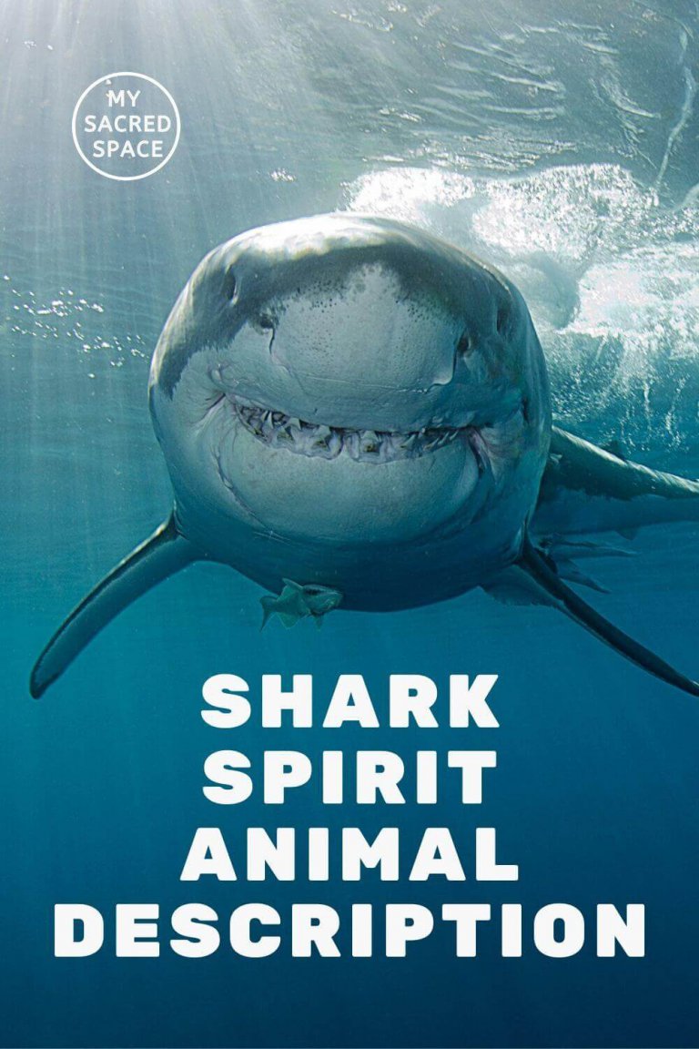 What Does a Shark Spirit Animal Mean and Symbolize? - My Sacred Space ...
