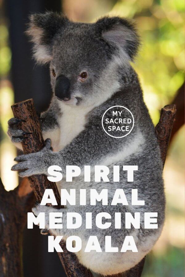 What Does a Koala Spirit Animal Mean and Symbolize? - My Sacred Space ...