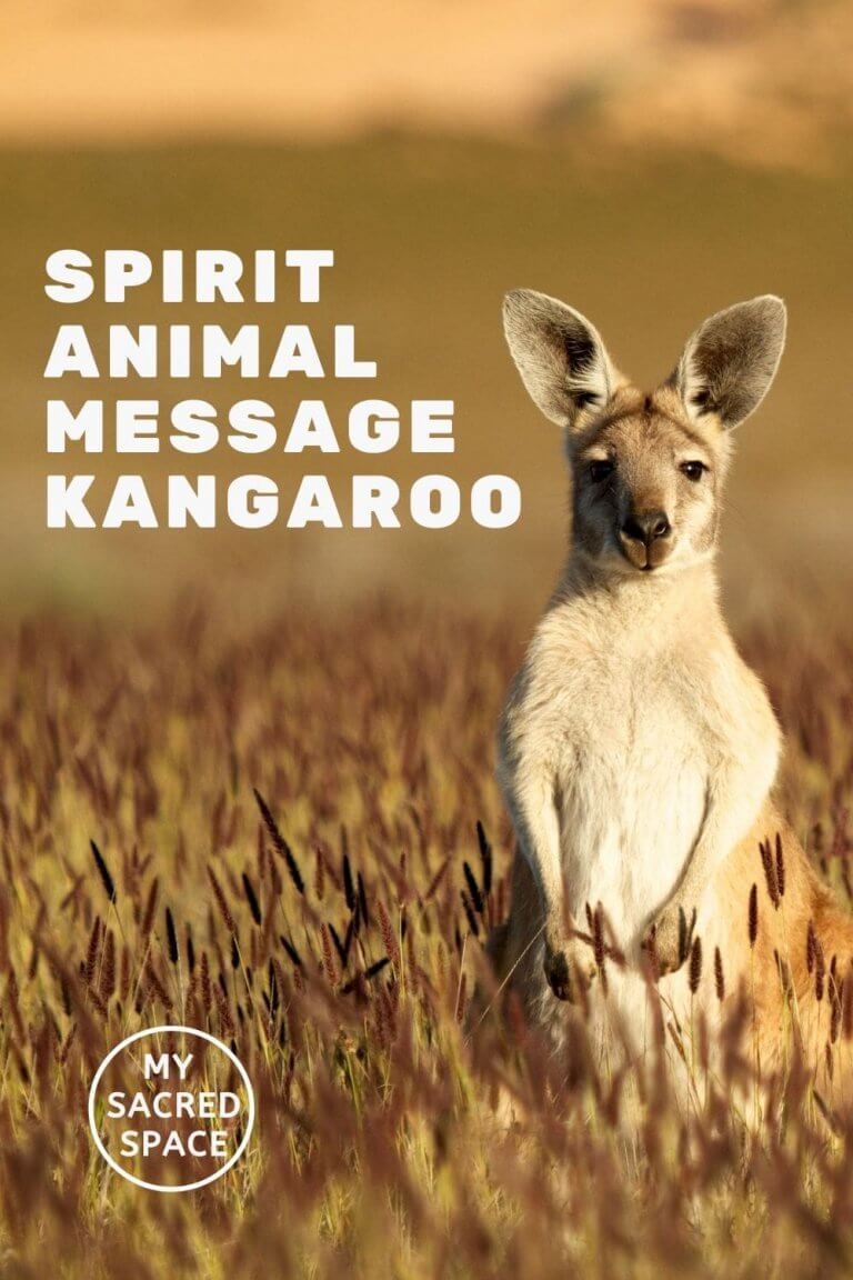 What Does a Kangaroo Spirit Animal Mean and Symbolize? - My Sacred ...
