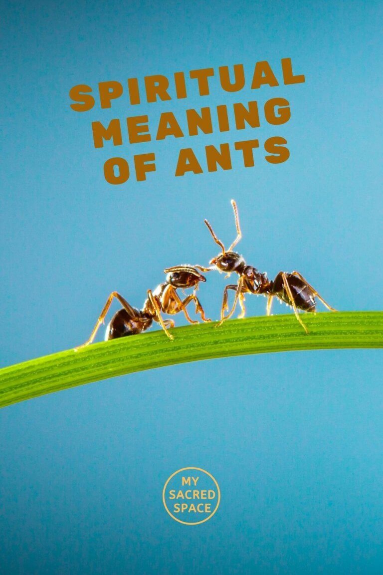 What Does an Ant Spirit Animal Mean and Symbolize? - My Sacred Space Design