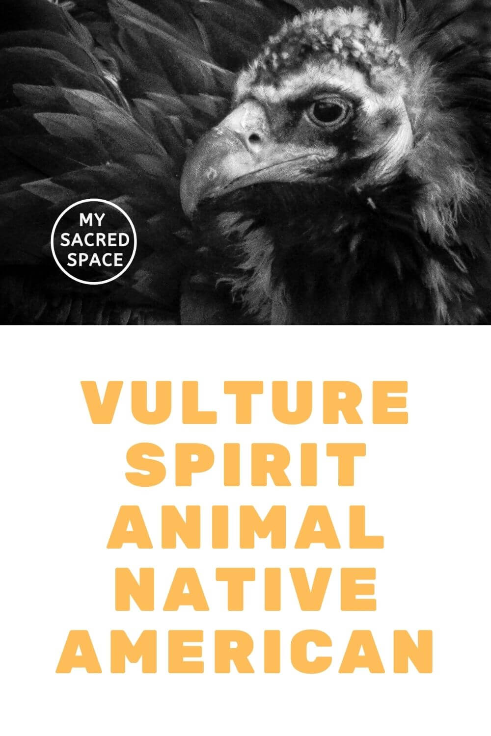 What Does a Vulture Spirit Animal Mean and Symbolize? - My Sacred Space ...
