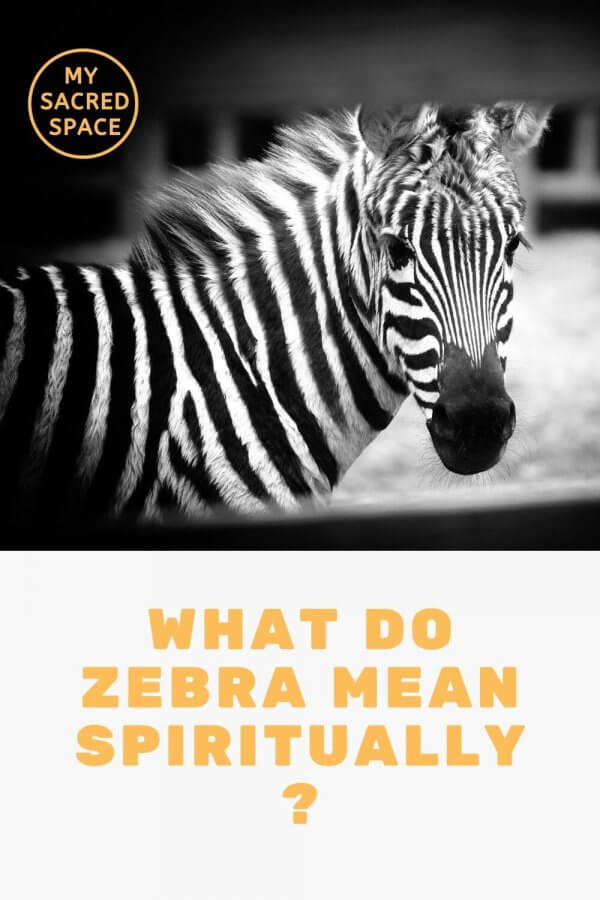 What Does a Zebra Spirit Animal Mean and Symbolize?