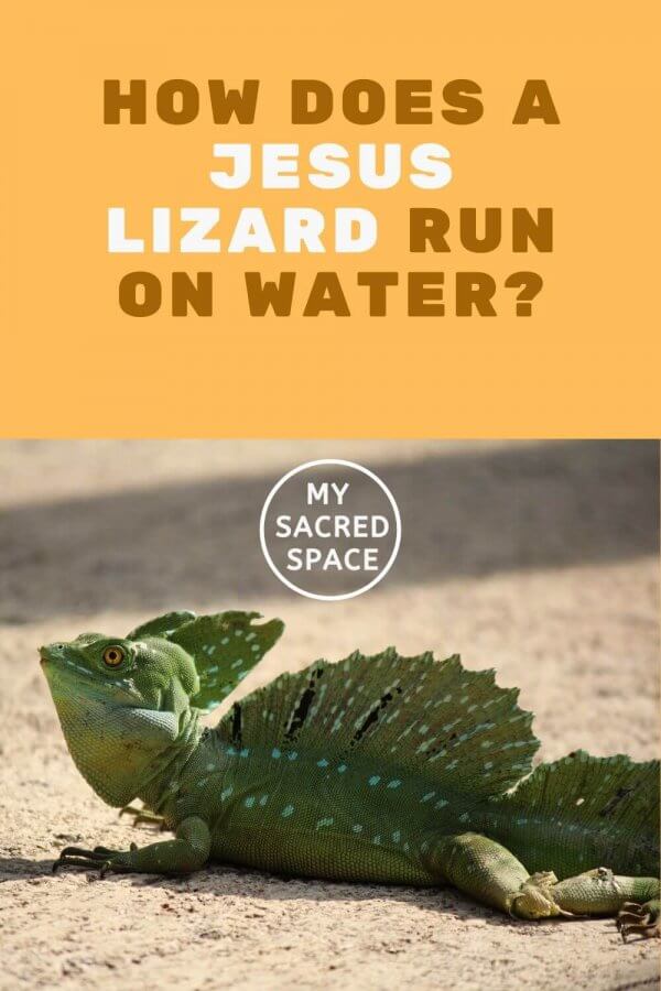 What Does a Lizard Spirit Animal Mean and Symbolize?