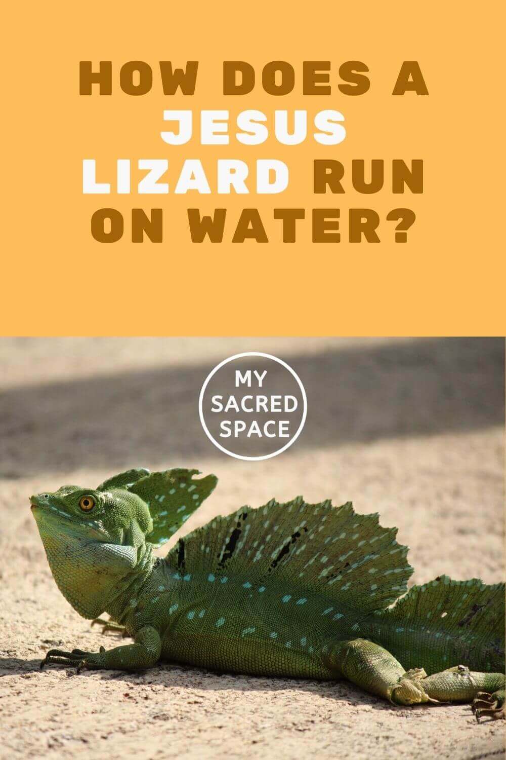 What Does a Lizard Spirit Animal Mean and Symbolize?