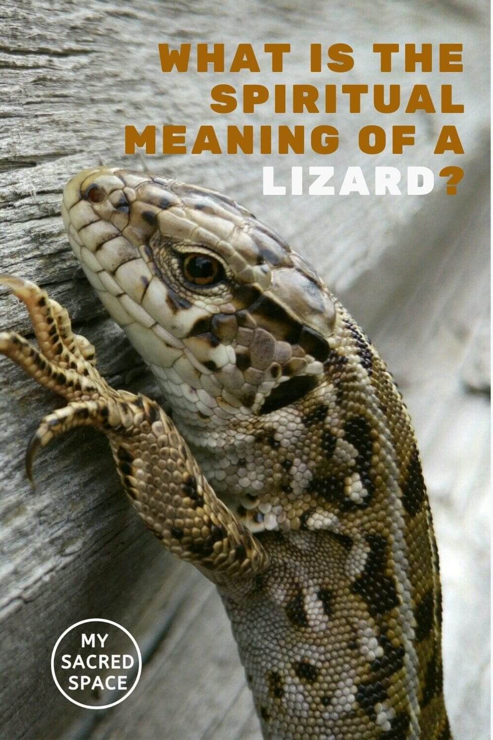 What Does a Lizard Spirit Animal Mean and Symbolize?