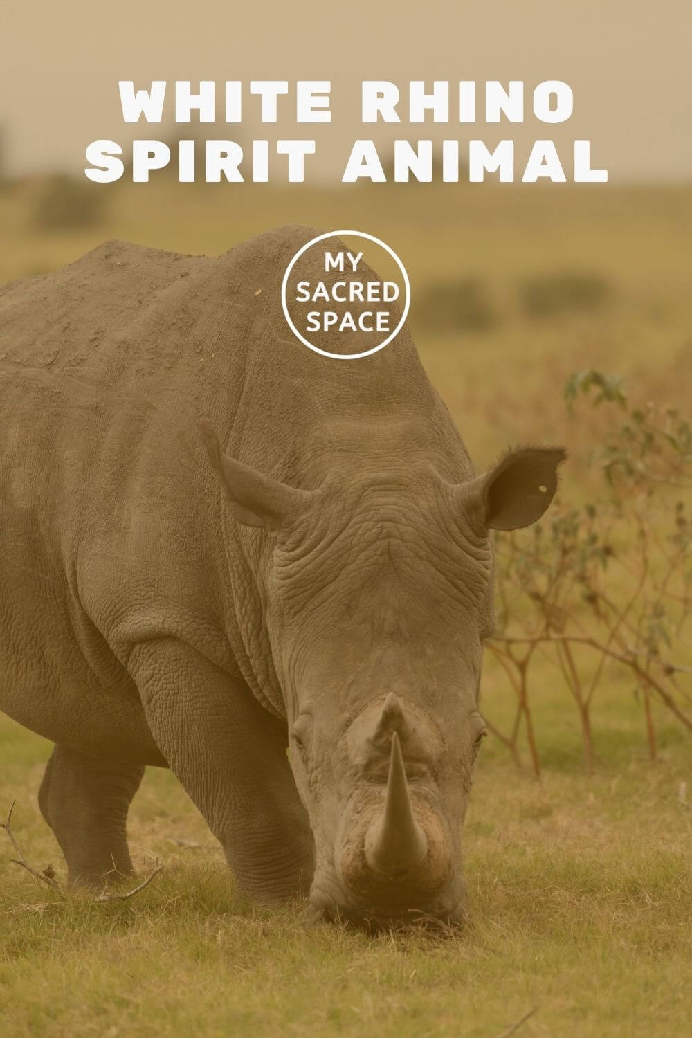 What Does a Rhino Spirit Animal Mean and Symbolize? - My Sacred Space ...