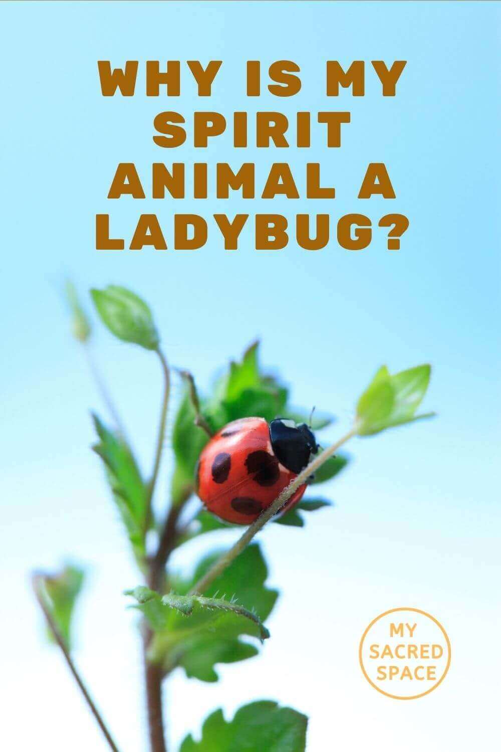What Does a Ladybug Spirit Animal Mean and Symbolize? - My Sacred Space ...