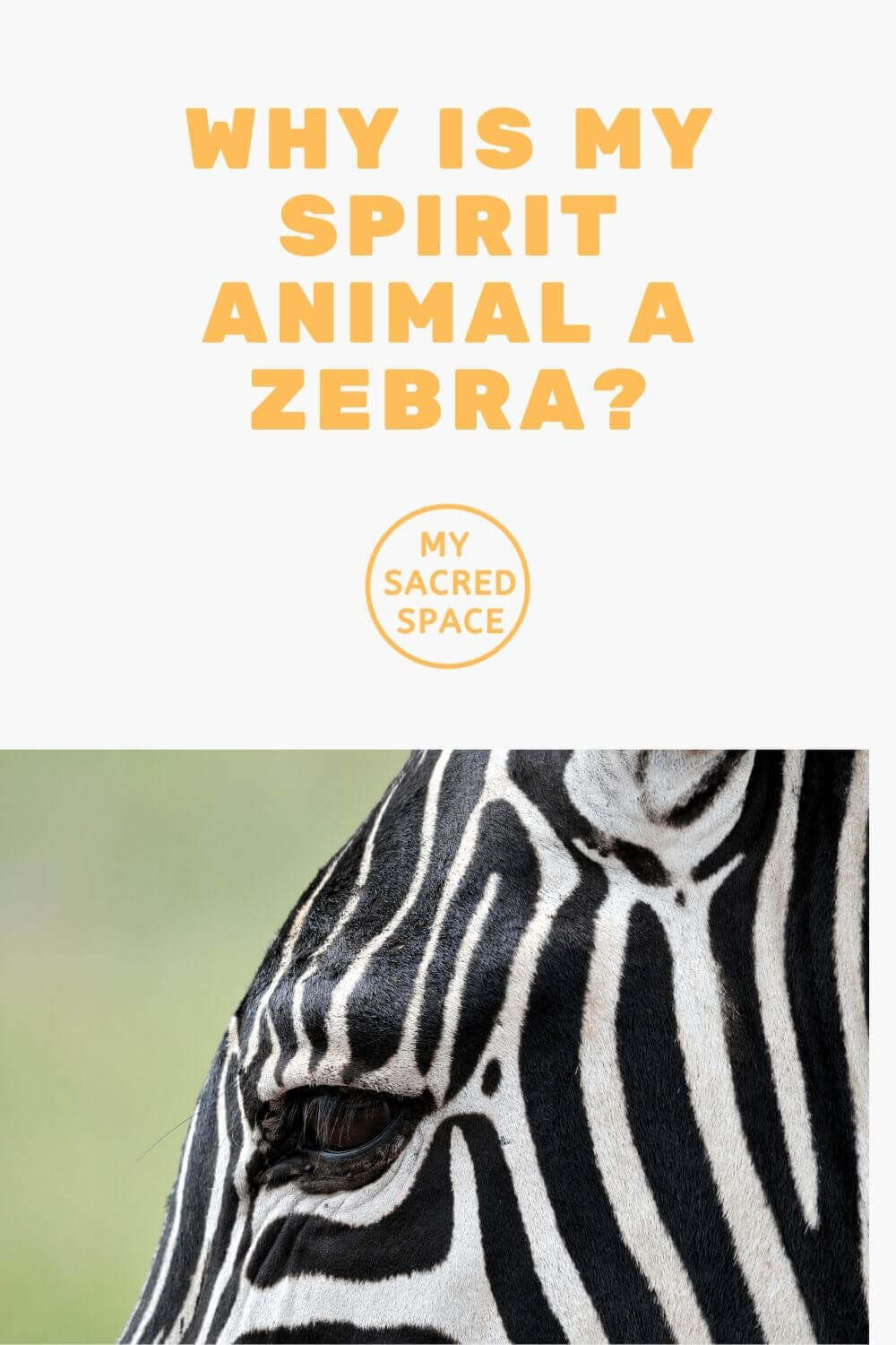 What Does a Zebra Spirit Animal Mean and Symbolize?