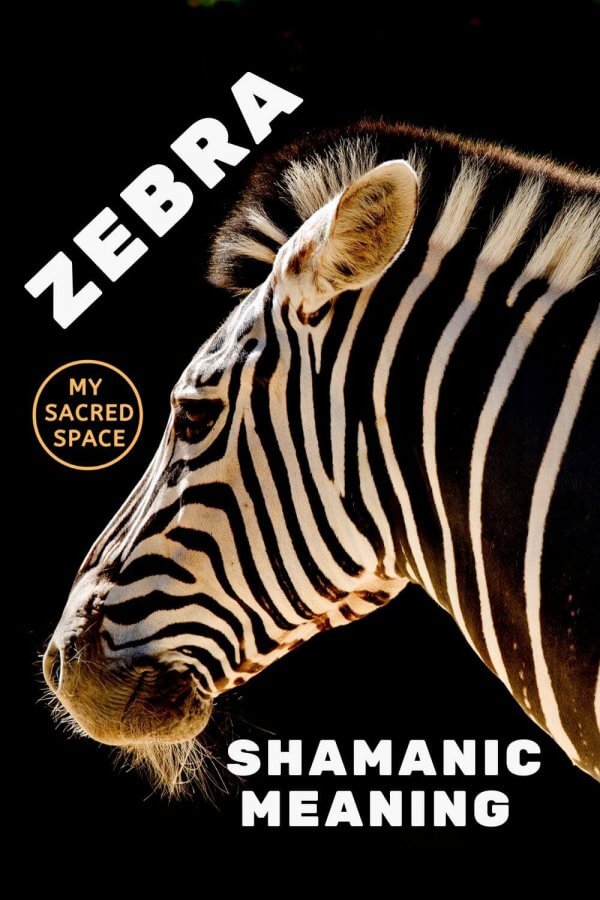 What Does a Zebra Spirit Animal Mean and Symbolize?